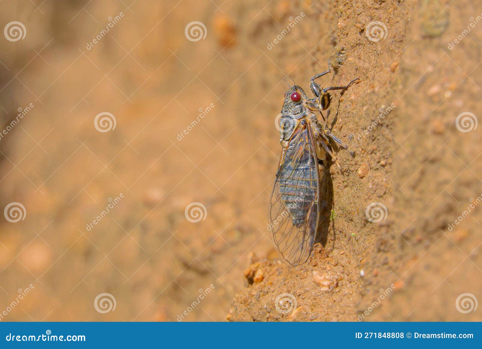 Gray Cicada Stock Photos - Free & Royalty-Free Stock Photos from Dreamstime