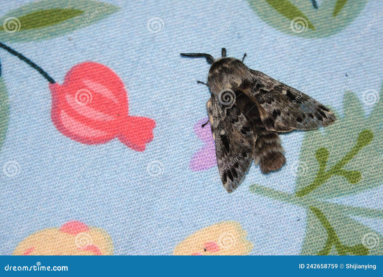 Noctuid moth stock image. Image of stripe, animal, noctuid - 242658759