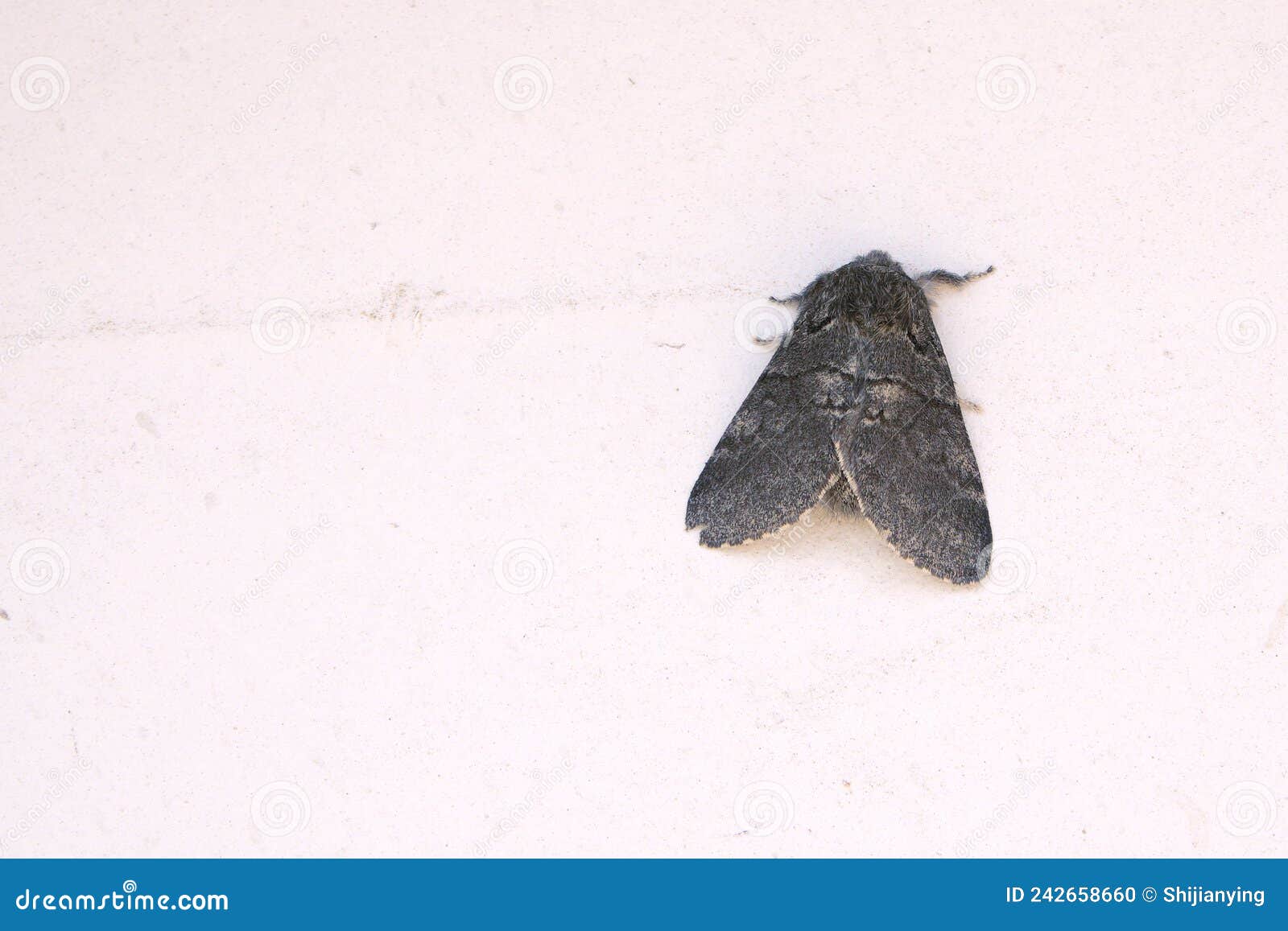 Noctuid moth stock photo. Image of wildlife, wild, moths - 242658660