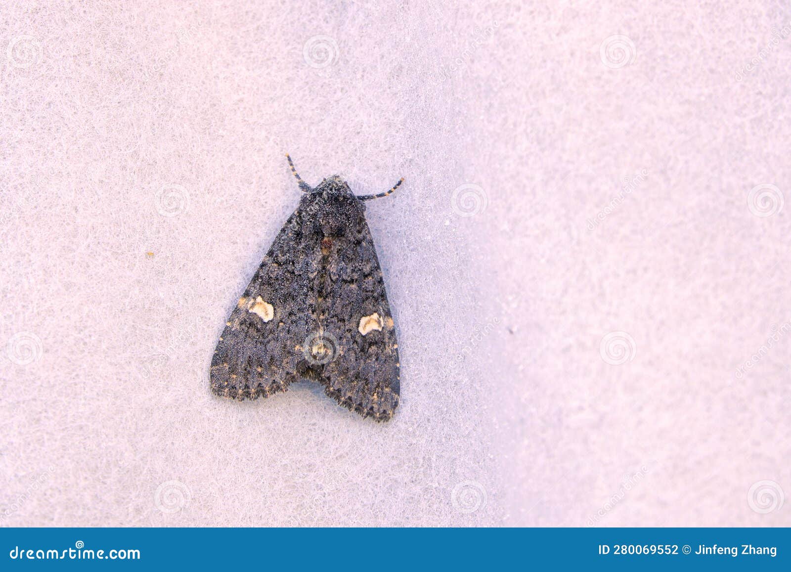 Noctuidae moth stock photo. Image of dark, wild, life - 280069552