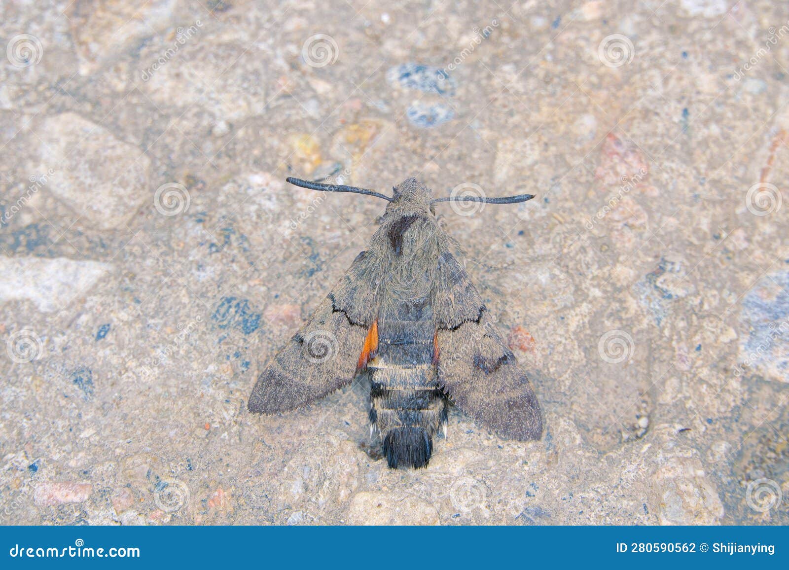 Sphingidae moth stock photo. Image of animals, lepidoptera - 280590562