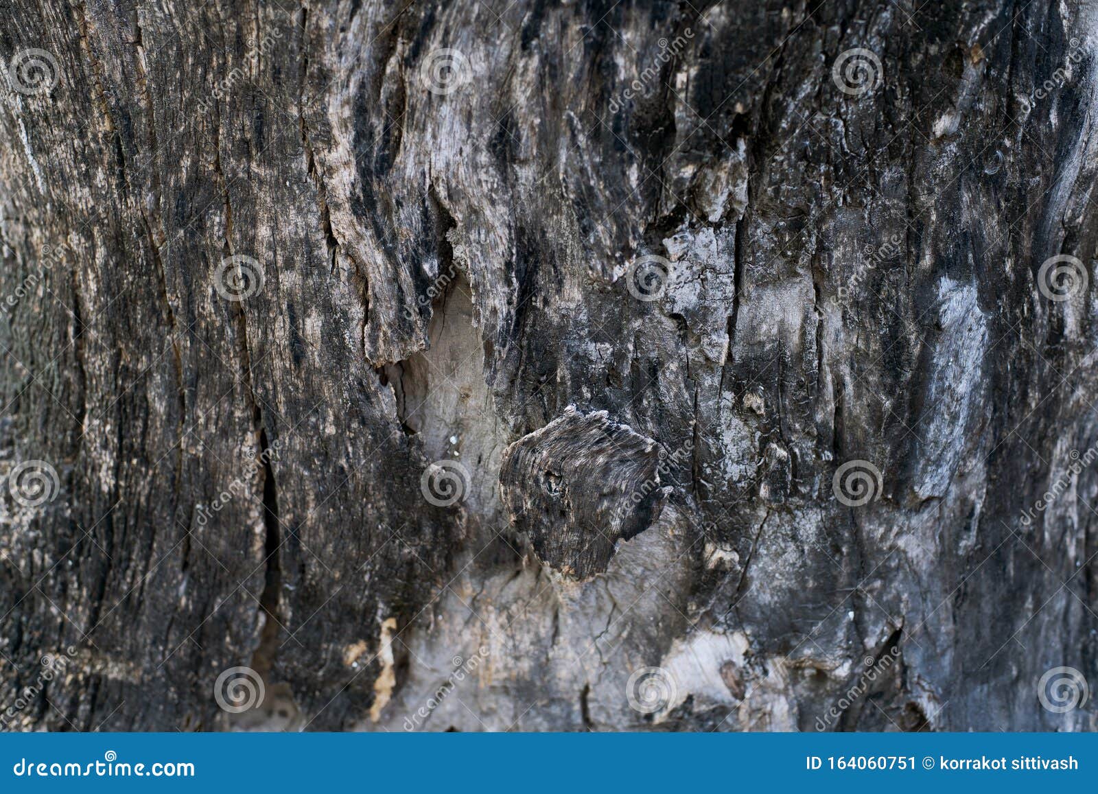 Close Up Dark Old Tree Wood Texture Background Stock Image - Image of ...