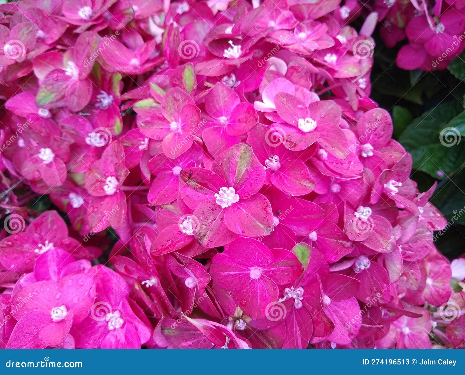 Hydrangea Macrophylla Magical Ruby Tuesday Stock Image - Image of ...