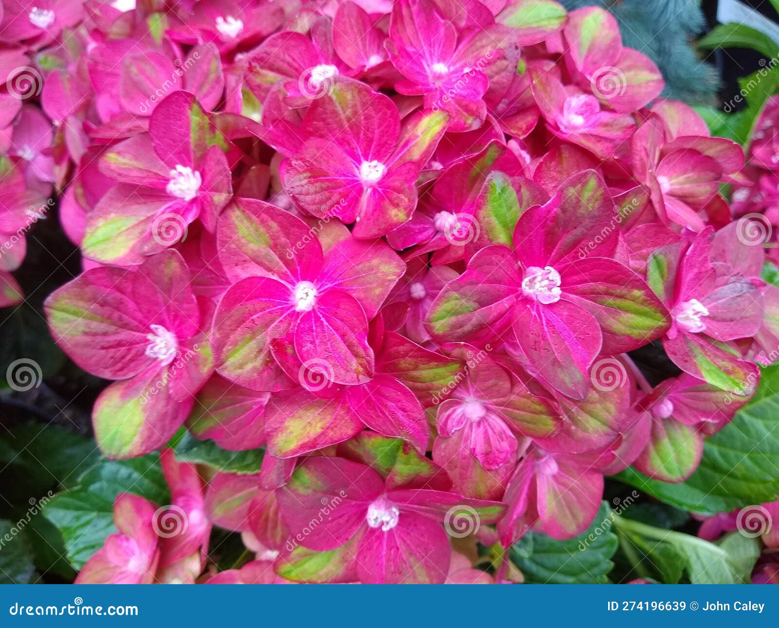 Hydrangea Macrophylla Magical Ruby Tuesday Stock Image - Image of ...