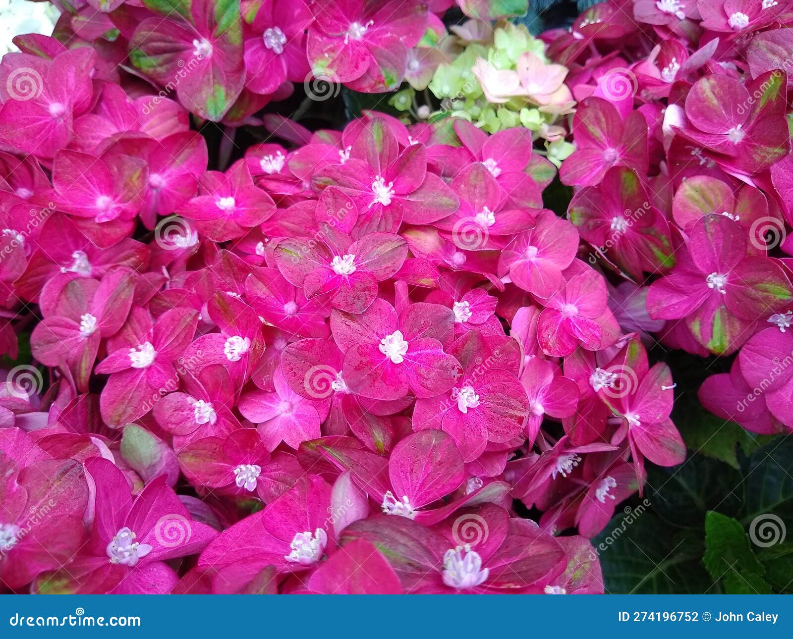 Hydrangea Macrophylla Magical Ruby Tuesday Stock Photo - Image of ...