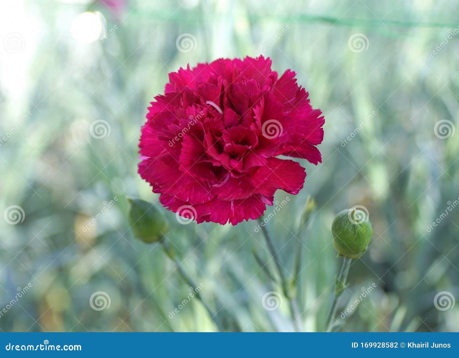 Close Up of a Dark Red Carnation Flower Stock Photo - Image of floral ...