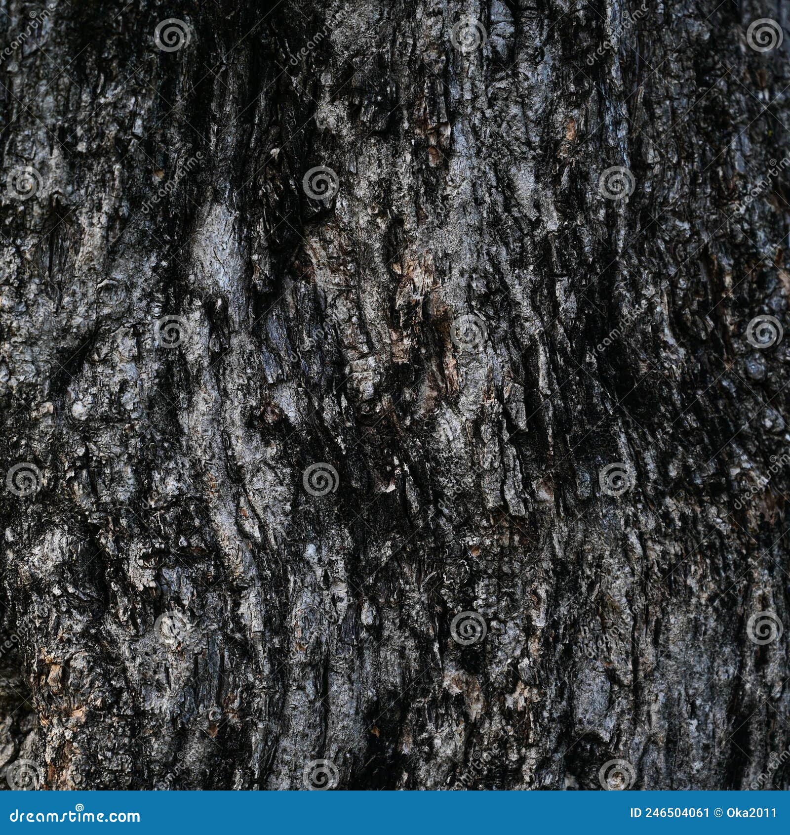 Close Up of Dark Tree Bark Texture Stock Image - Image of pine, grunge ...