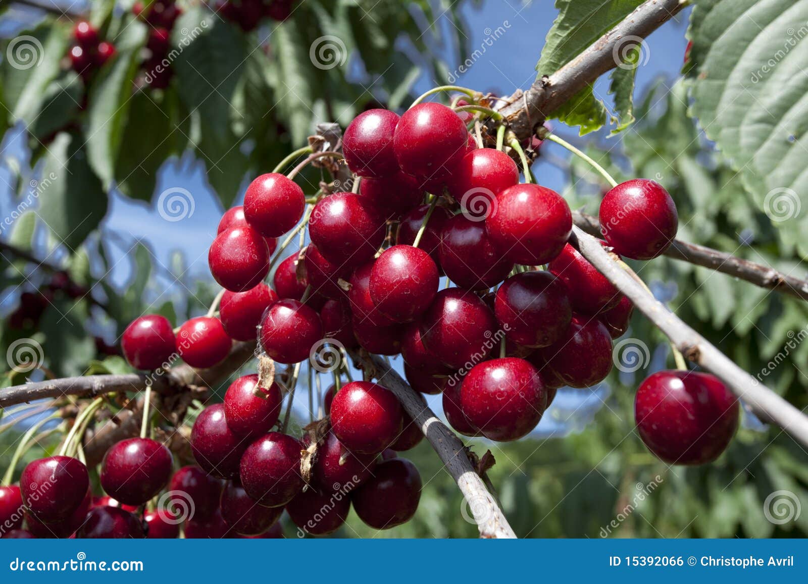 Close-Up das cerejas foto de stock. Imagem de colheita - 15392066