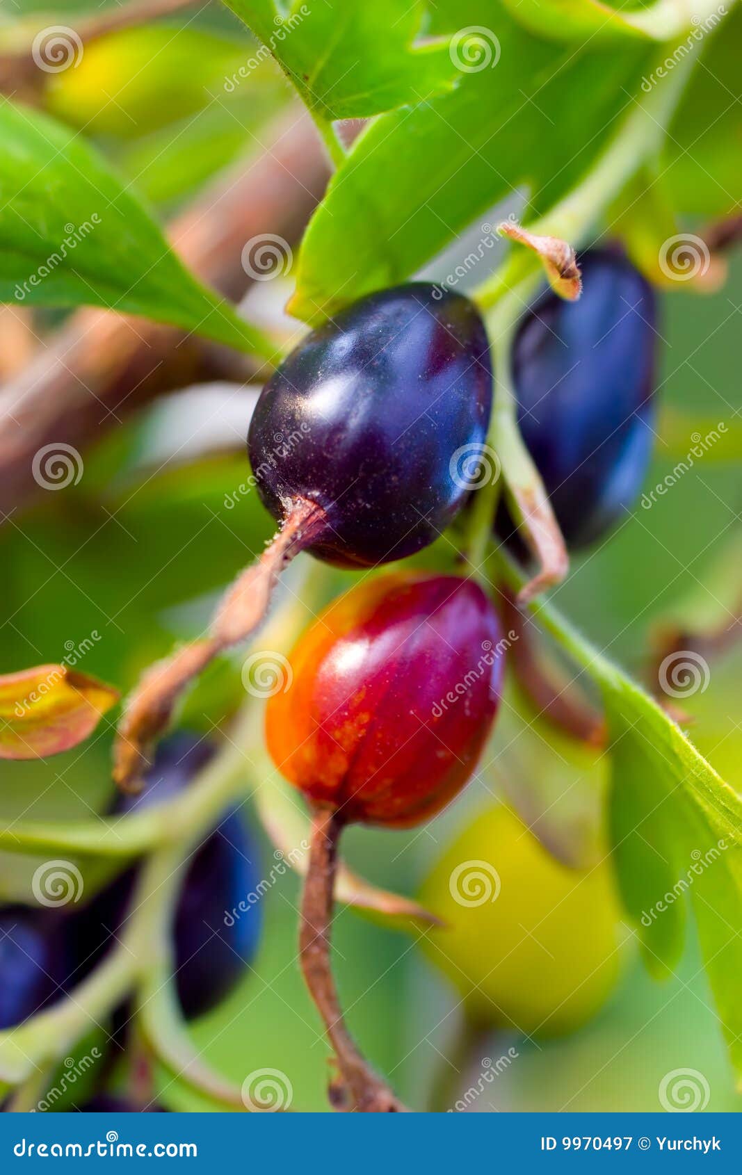 Close Up Das Passas De Corinto Pretas Imagem de Stock - Imagem de folha ...