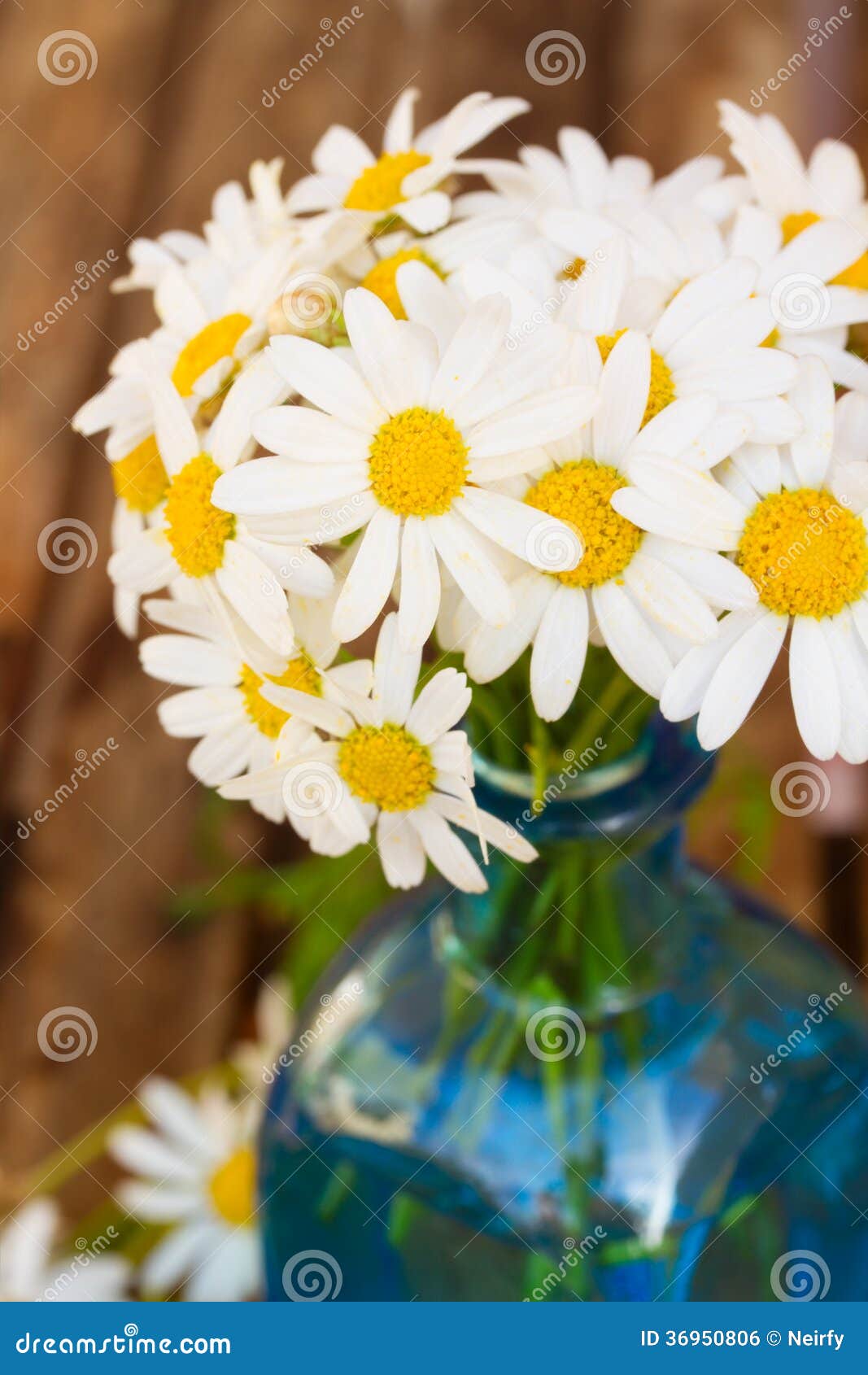 Close Up of Dasy Flowers Posy Stock Photo - Image of plant, daisy: 36950806