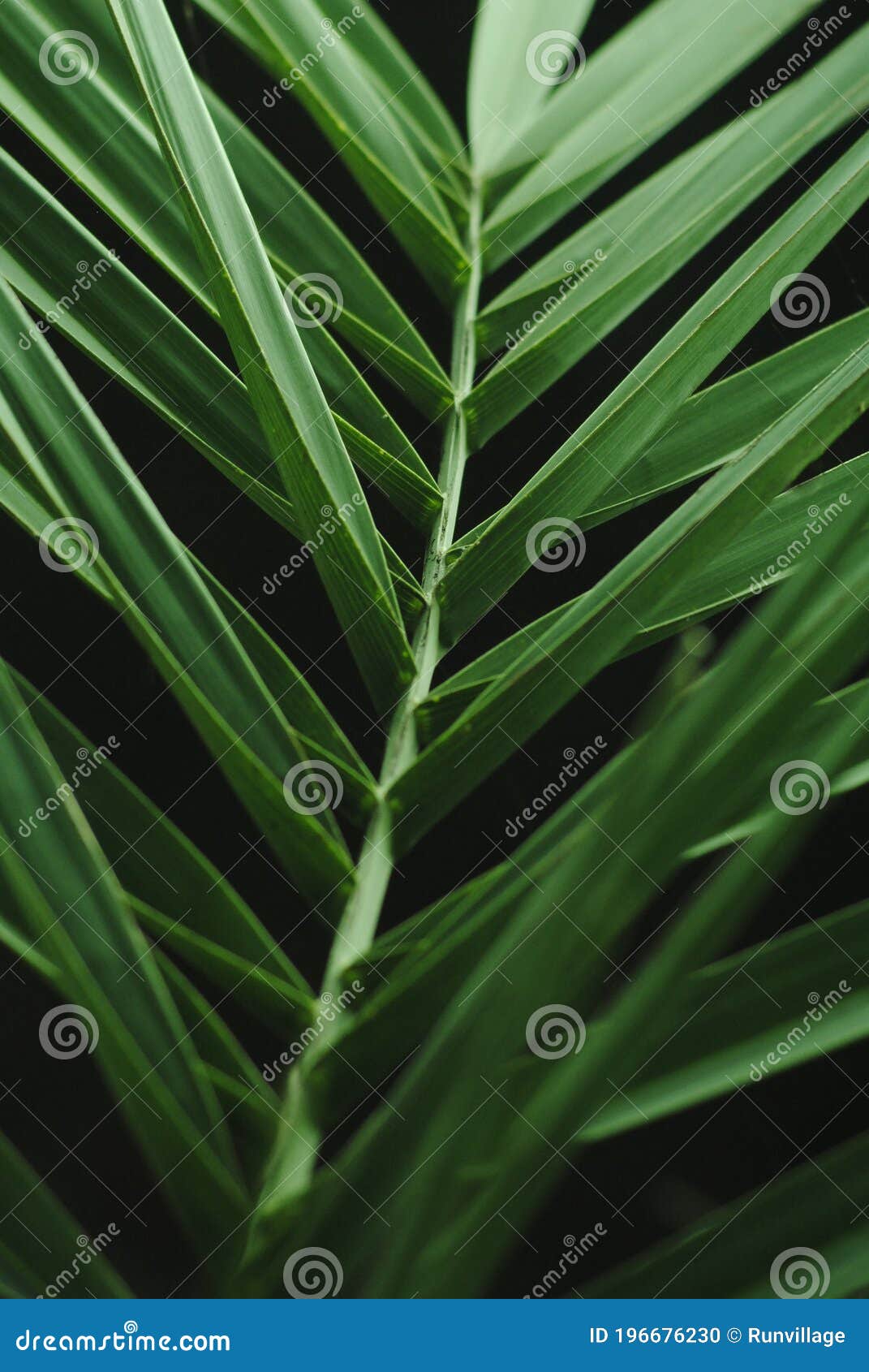 Close Up of Date Palm Leaf for Copy Space Stock Photo - Image of laptop ...