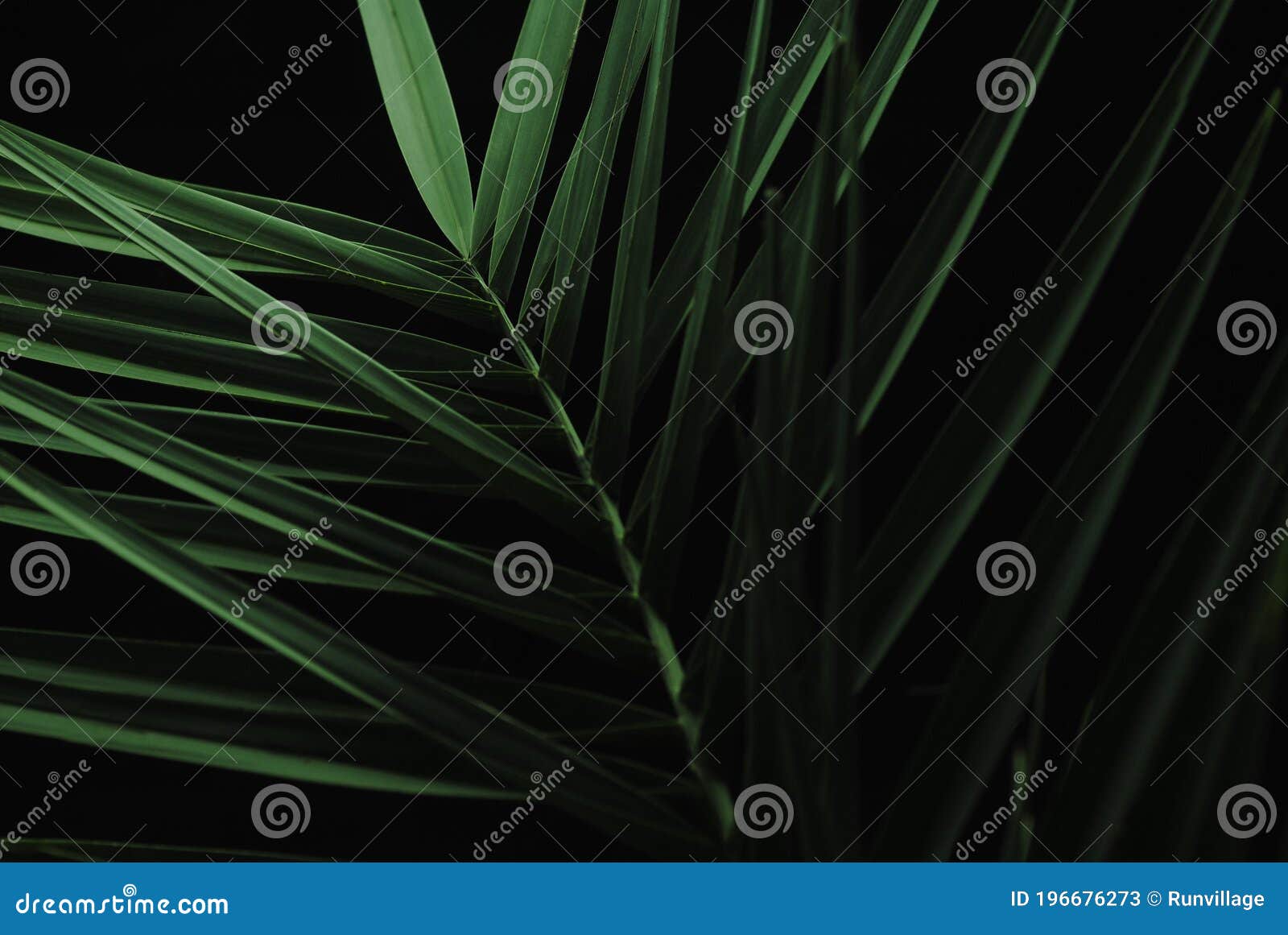 Close Up of Date Palm Leaf for Copy Space Stock Image - Image of curly ...
