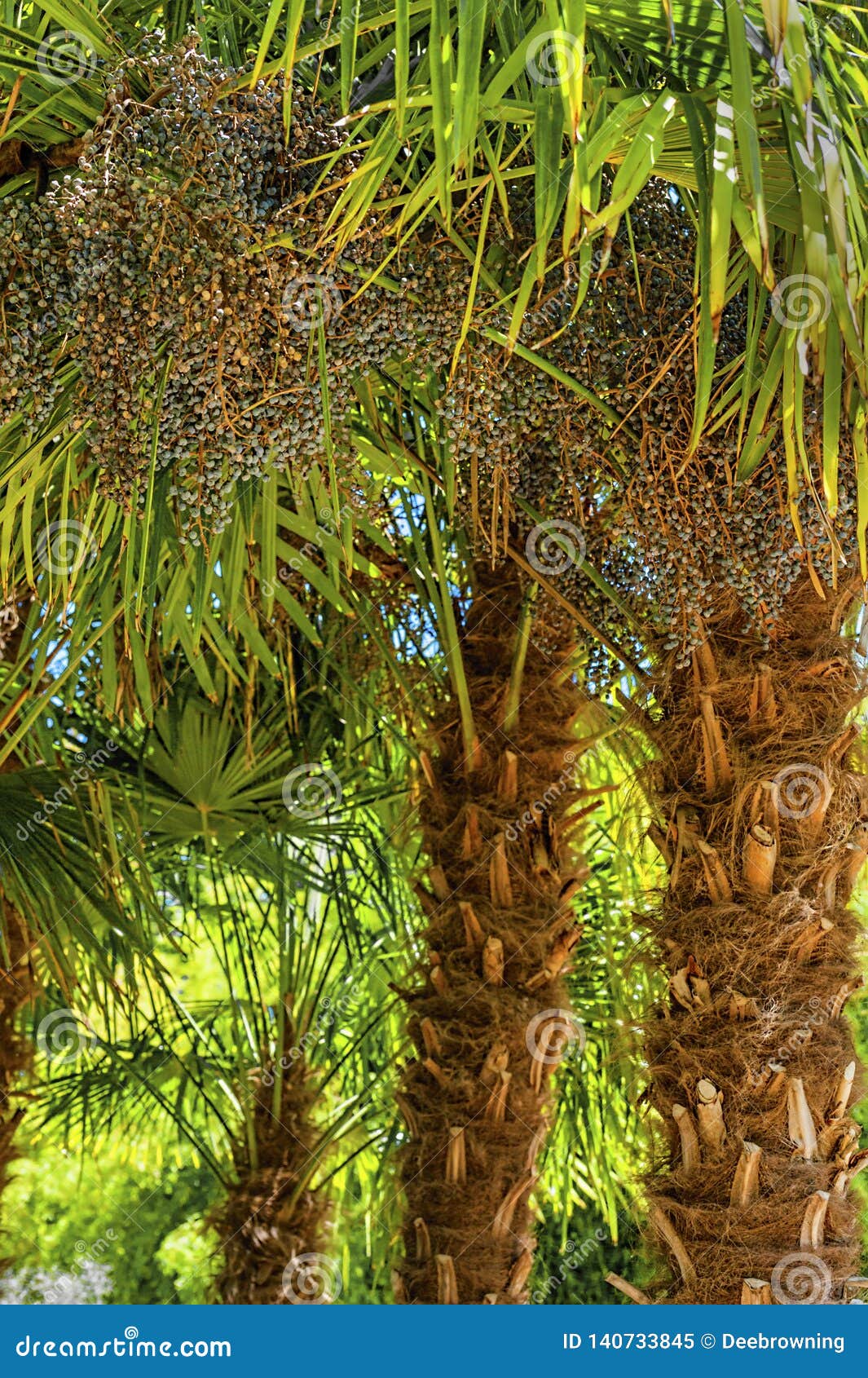 Close Up of Dates Growing on a Palm Tree Stock Image - Image of hanging ...