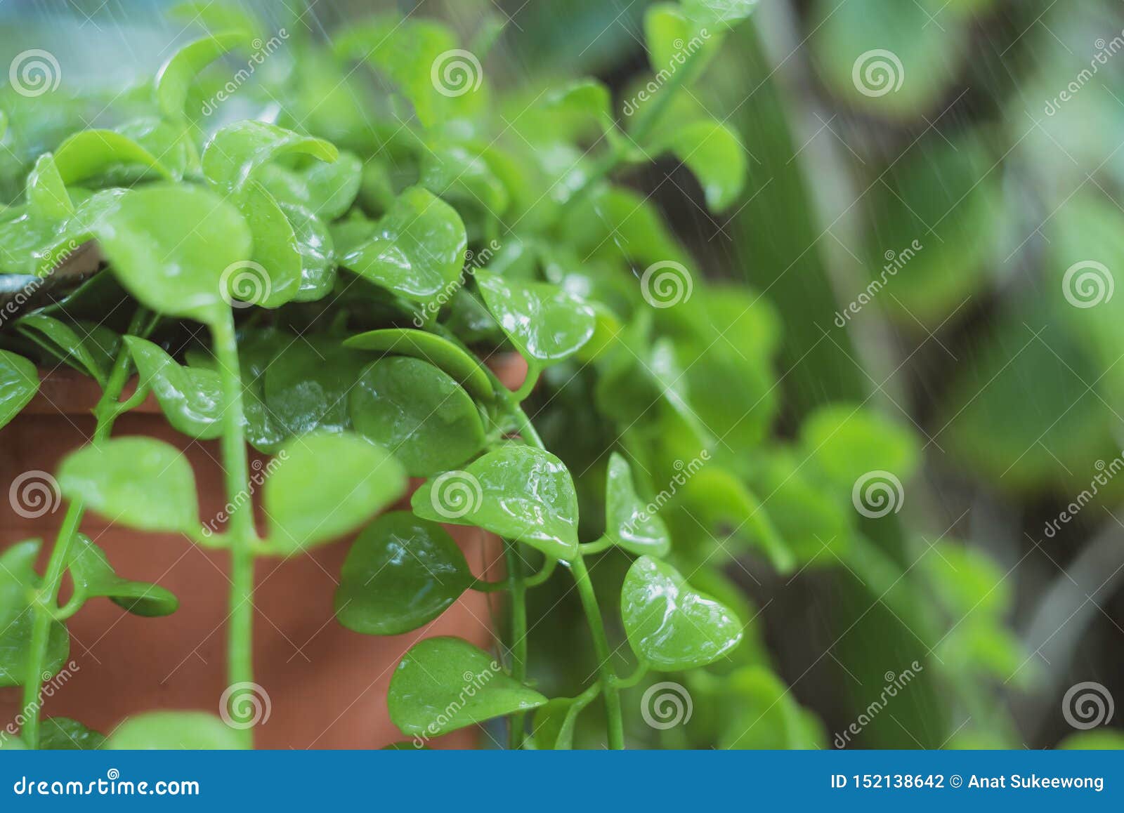 Close-up Dave Ornamental Plant Stock Photo - Image of decor, beautiful ...