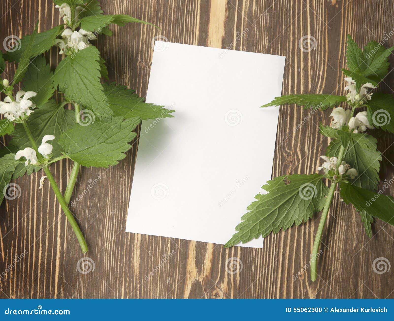 Close Up of Day-nettle and Blank Paper Stock Photo - Image of floor ...