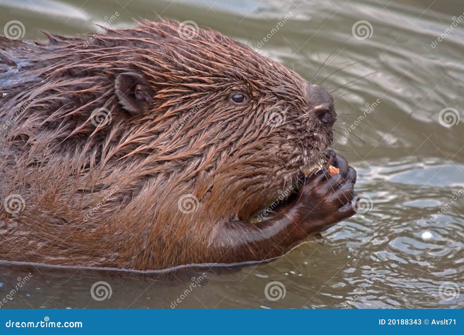 Close-up de comer o castor imagem de stock. Imagem de parque - 20188343