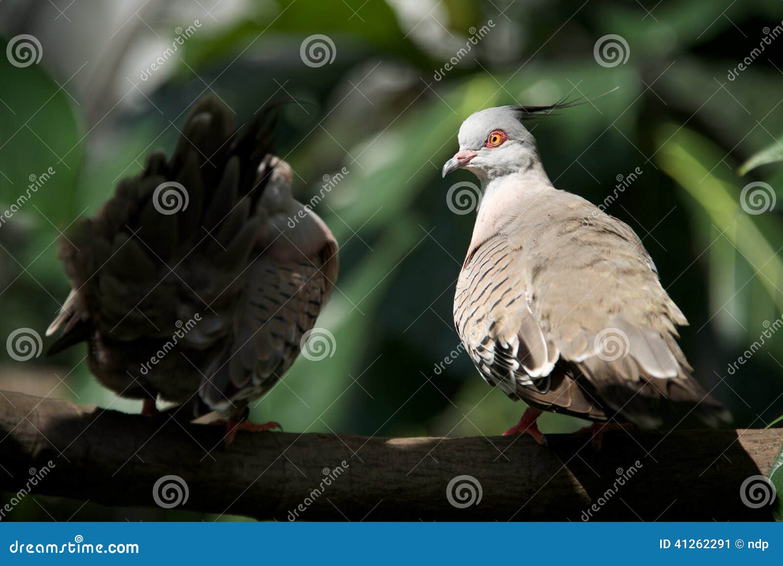 Close-up De Dois Pombos Com Crista No Ramo Imagem de Stock - Imagem de ... Close-up De Dois Pombos Com Crista No Ramo Imagem de Stock - Imagem de ...