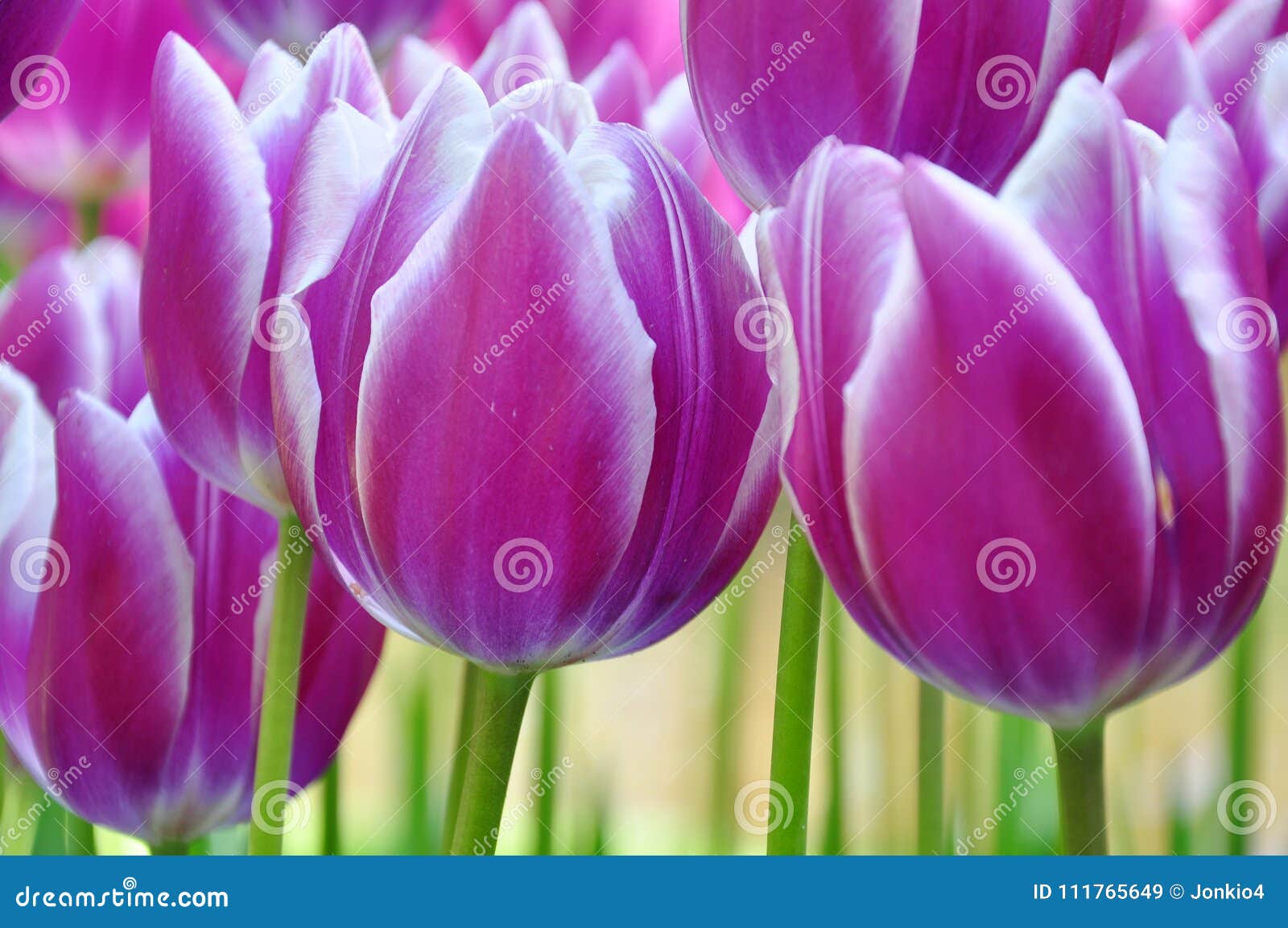 Close Up De Flores Roxas Da Tulipa Imagem de Stock - Imagem de flor ...