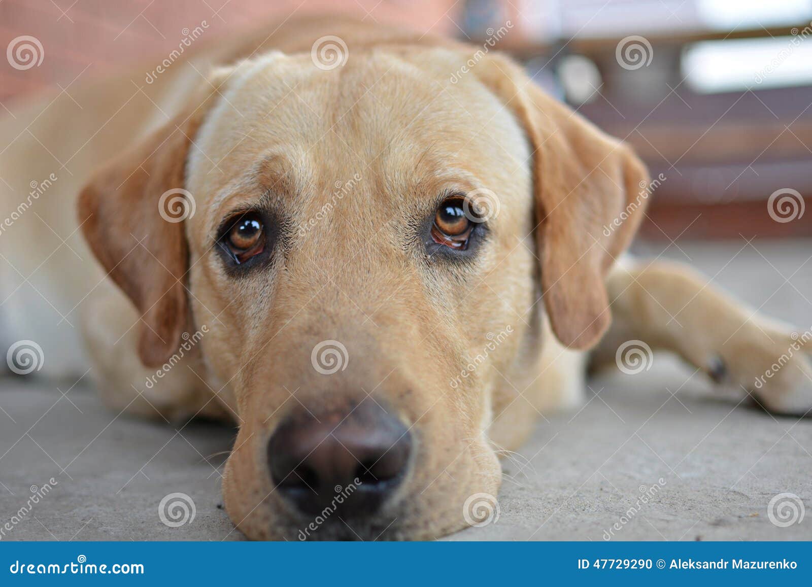Close-up De Labrador Retriever Amarelo Foto de Stock - Imagem de olhar ...