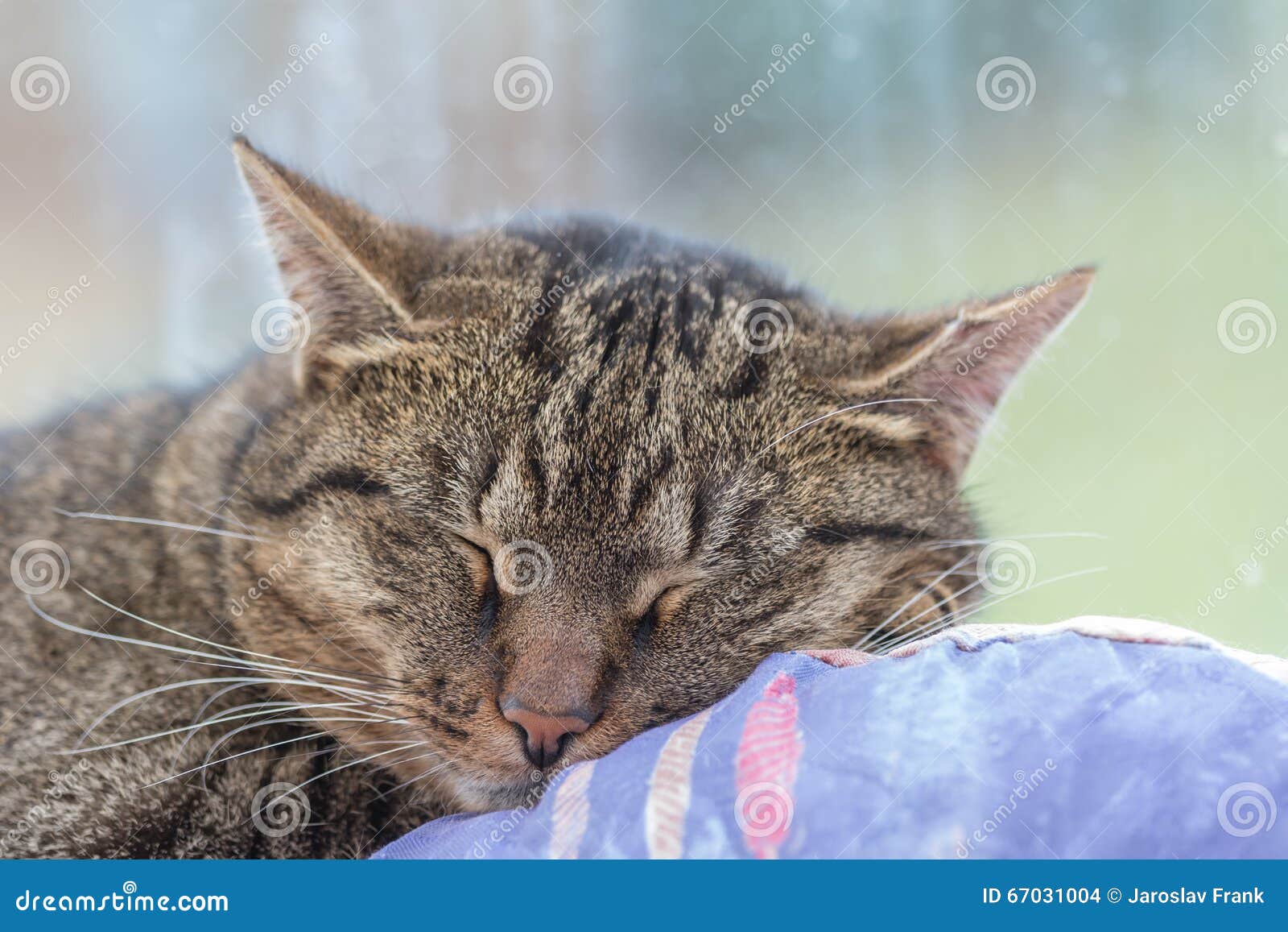 Close Up De Relaxamento Do Gato Foto de Stock - Imagem de sono, gatinho ...