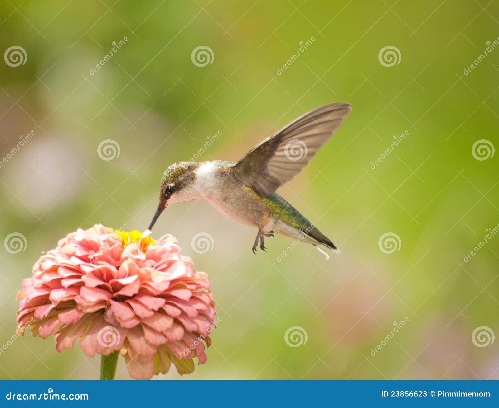 Close Up De Um Colibri Bonito Imagem de Stock - Imagem de naturalness ...