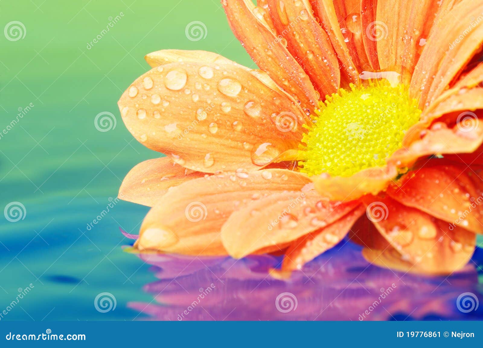 Close-up De Uma Flor Alaranjada Refletida Na água Imagem de Stock ...