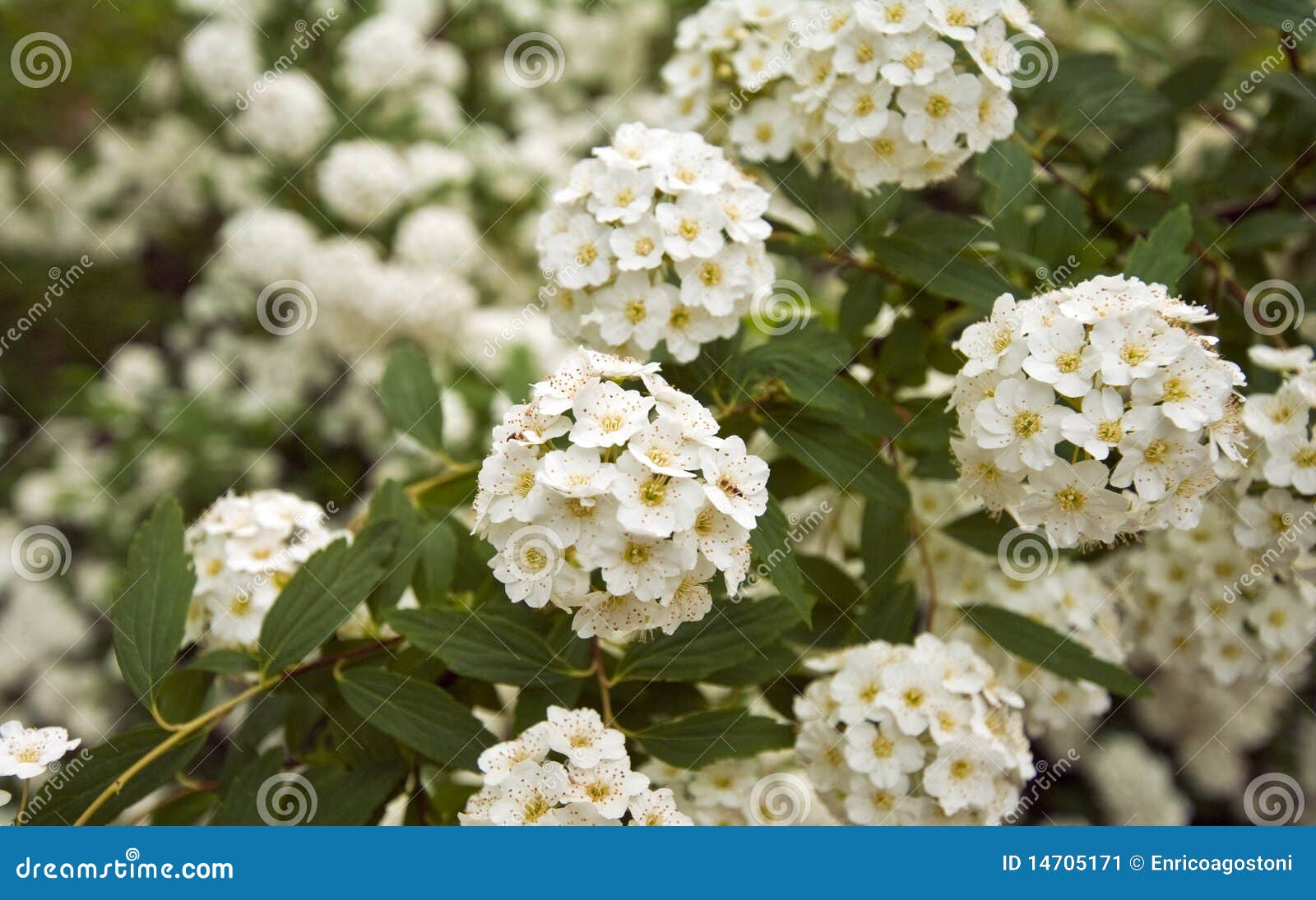 Close Up De Uma Flor Branca Pequena Imagem de Stock - Imagem de ...