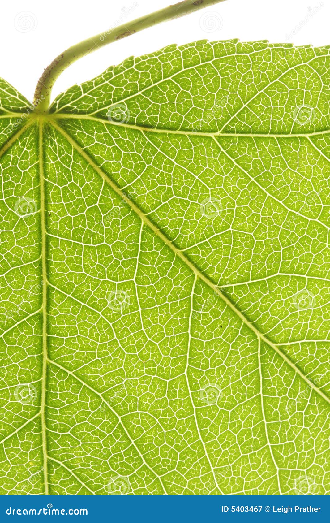 Close up de uma folha imagem de stock. Imagem de ambiente - 5403467