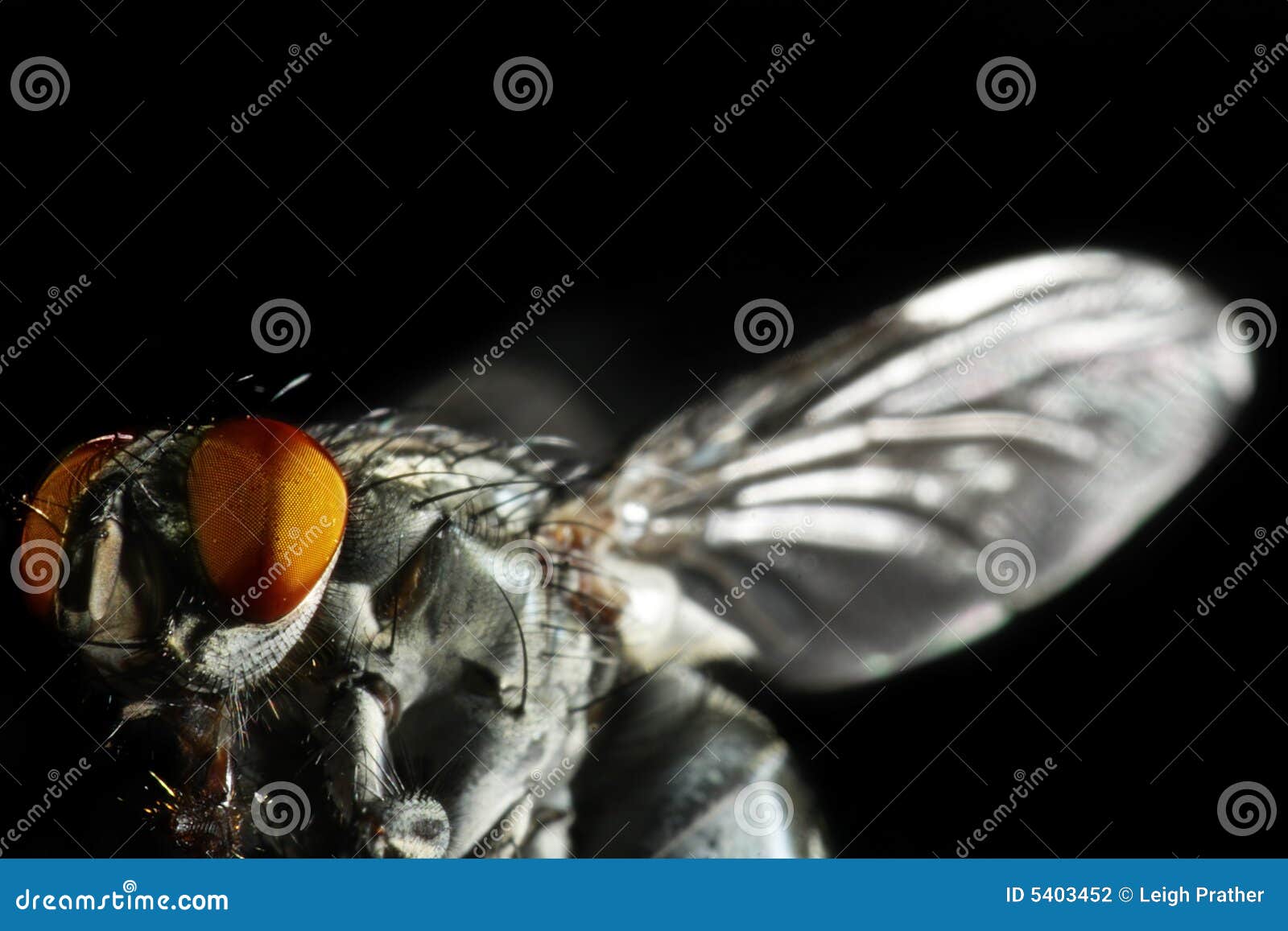 Close up de uma mosca foto de stock. Imagem de asas, sujo - 5403452