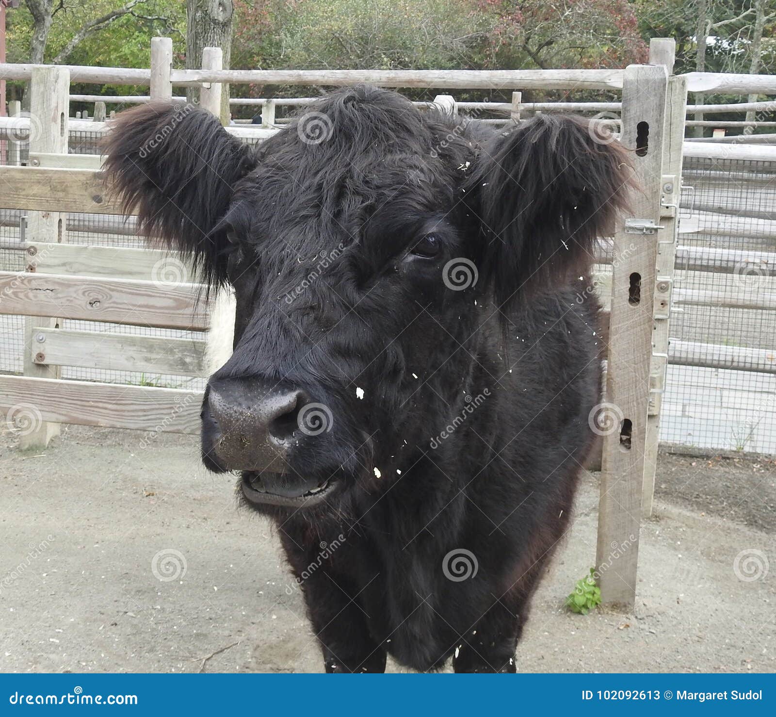Close Up De Uma Vaca Cercada Galloway Imagem de Stock - Imagem de preto ...