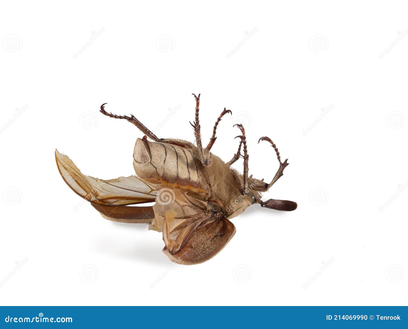 Dead Beetle Stock Photography | CartoonDealer.com #38382836