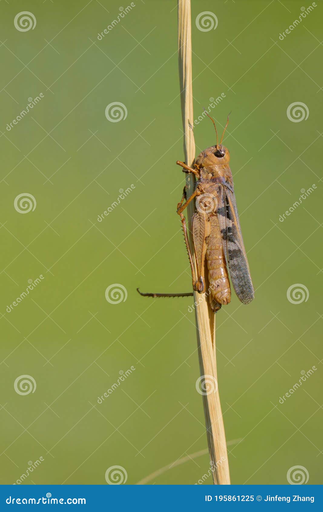 Locust Dead stock image. Image of death, dead, natural - 195861225
