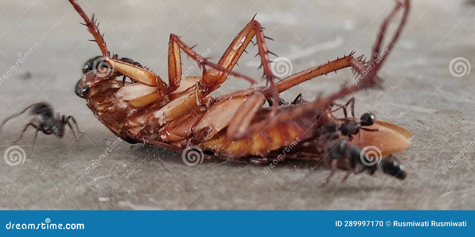 Close Up of a Dead Cockroach on the Floor Covered in Black Ants Stock ...