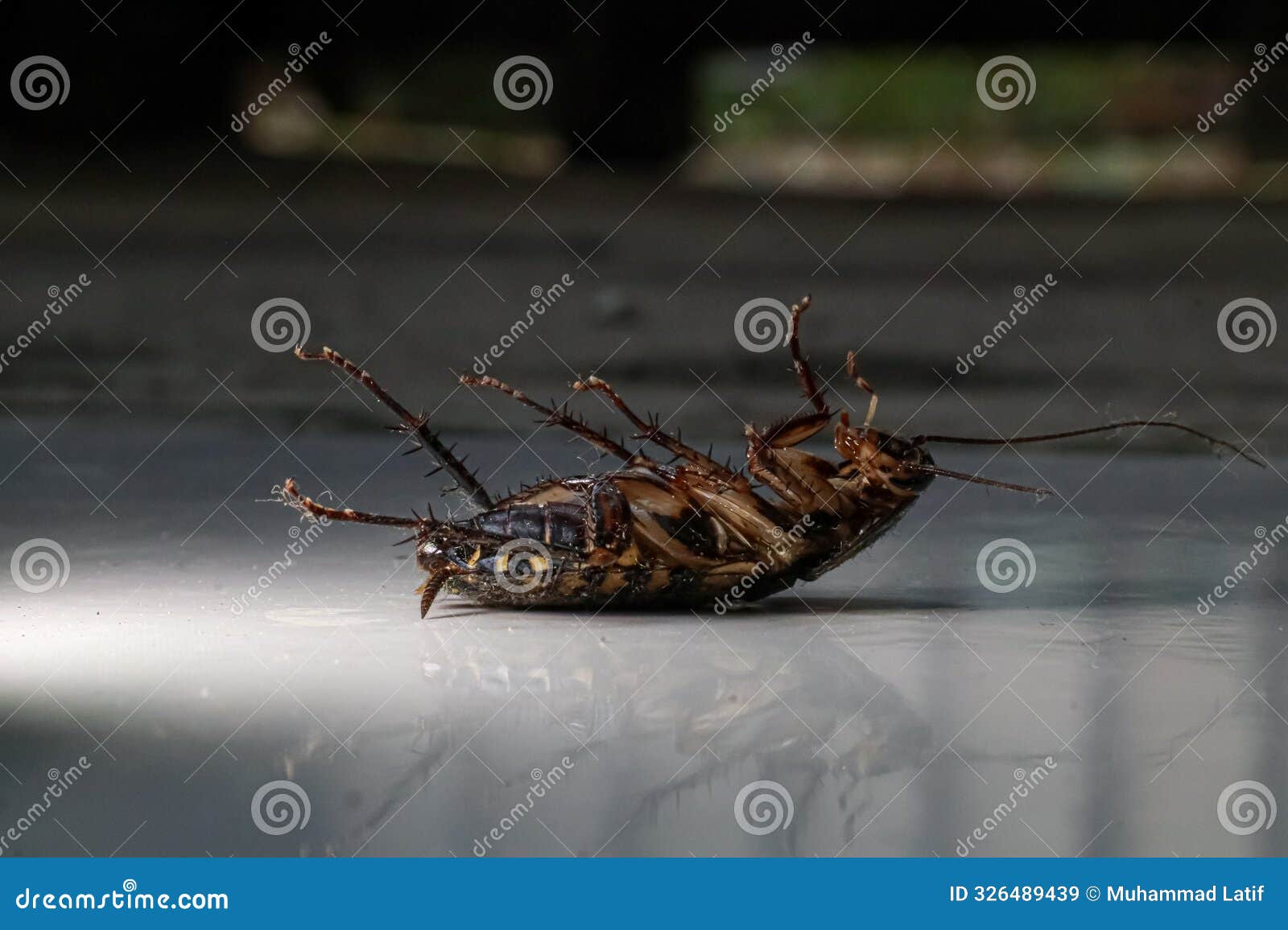 Close Up of Dead Cockroach on the Floor Stock Image - Image of bugs ...