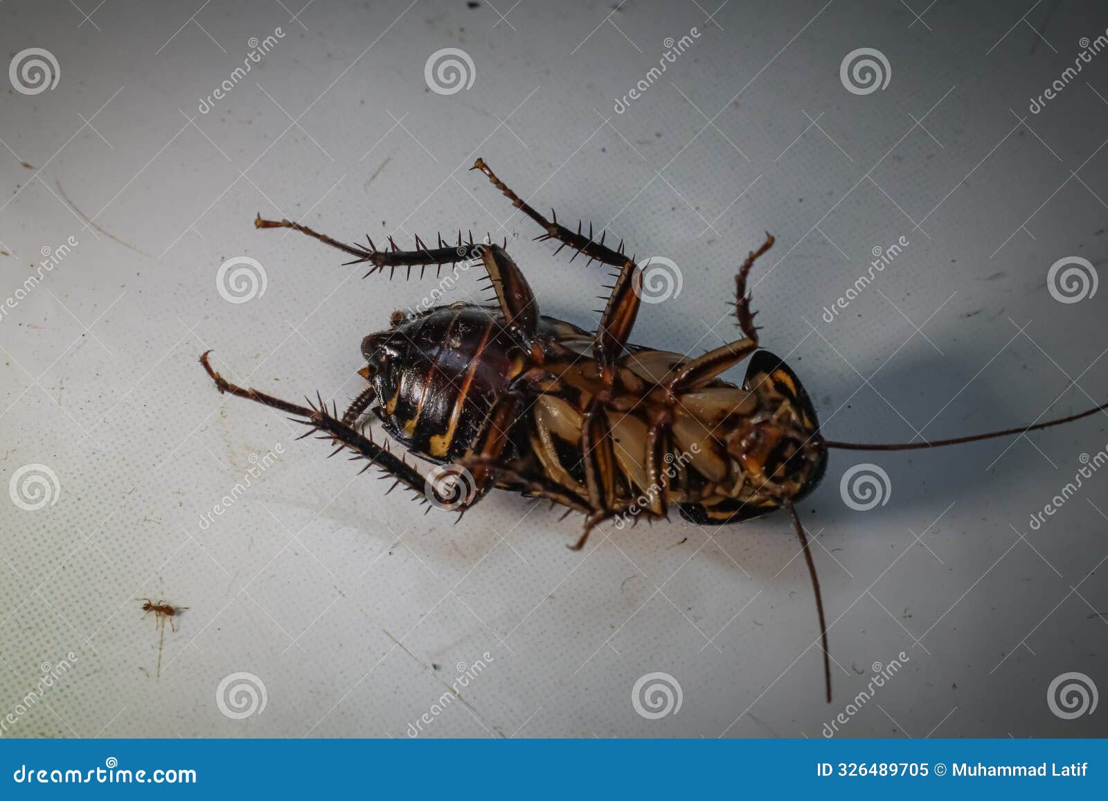 Close Up of Dead Cockroach on White Floor Stock Image - Image of whites ...