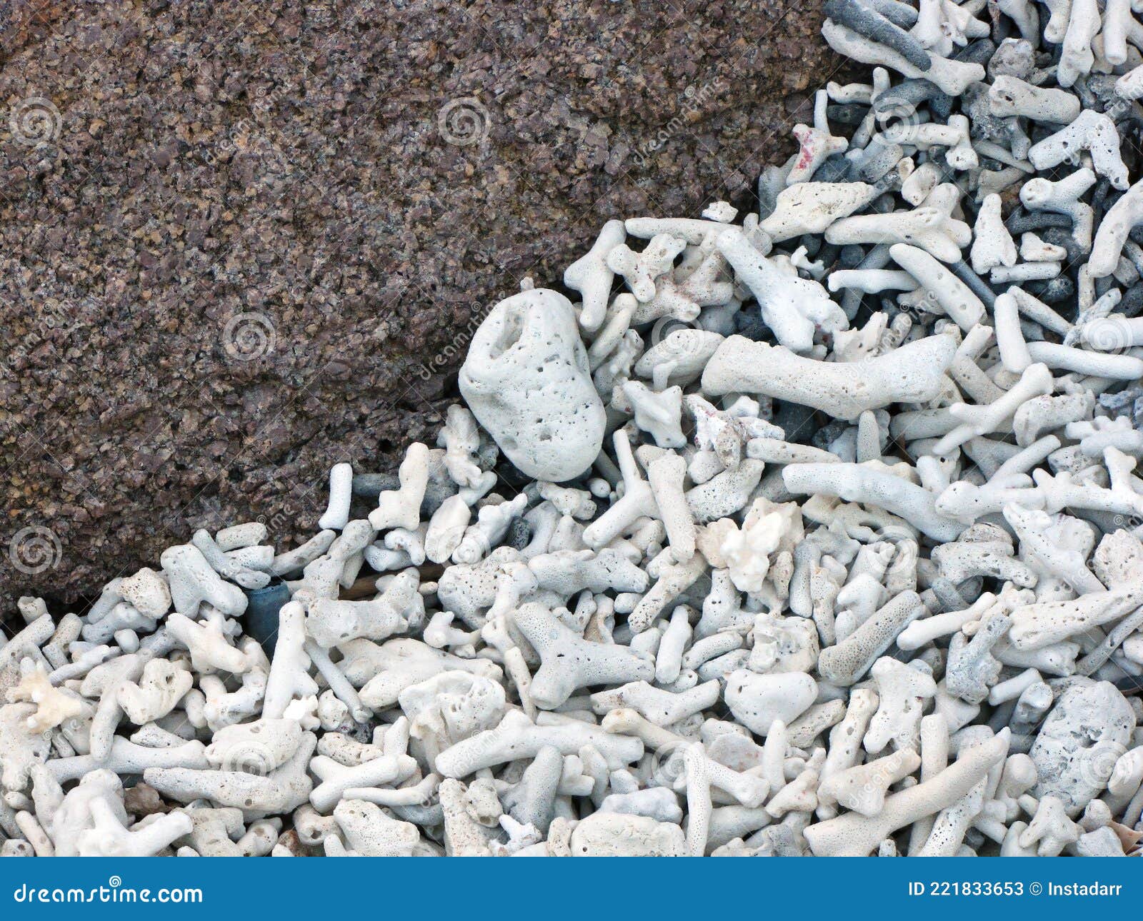 Close Up of Dead Corals and Stone Stock Image - Image of coral, reefs ...