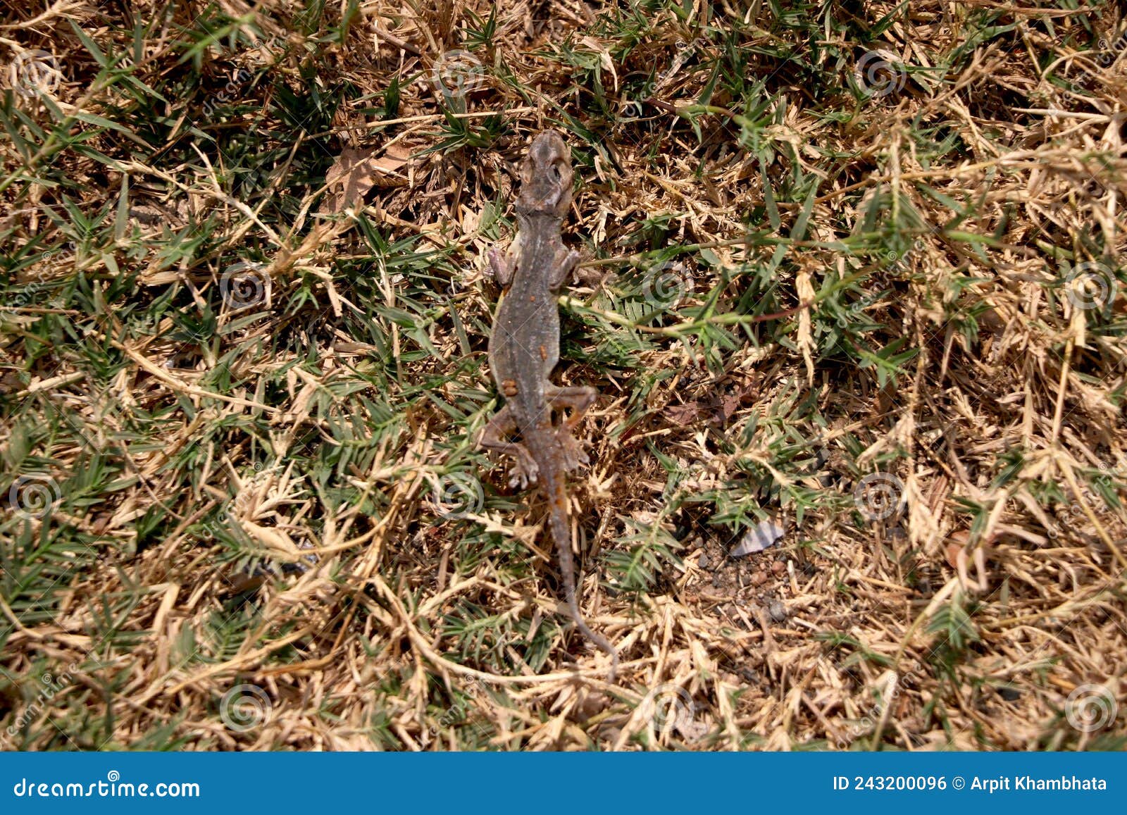 Close Up Dead and Dried Lizard - Image Stock Photo - Image of detail ...