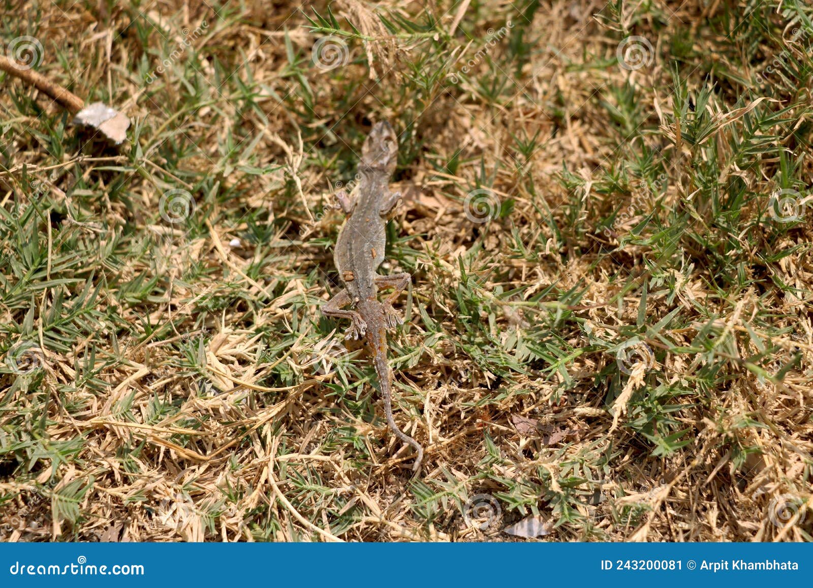 Close Up Dead and Dried Lizard - Image Stock Image - Image of india ...