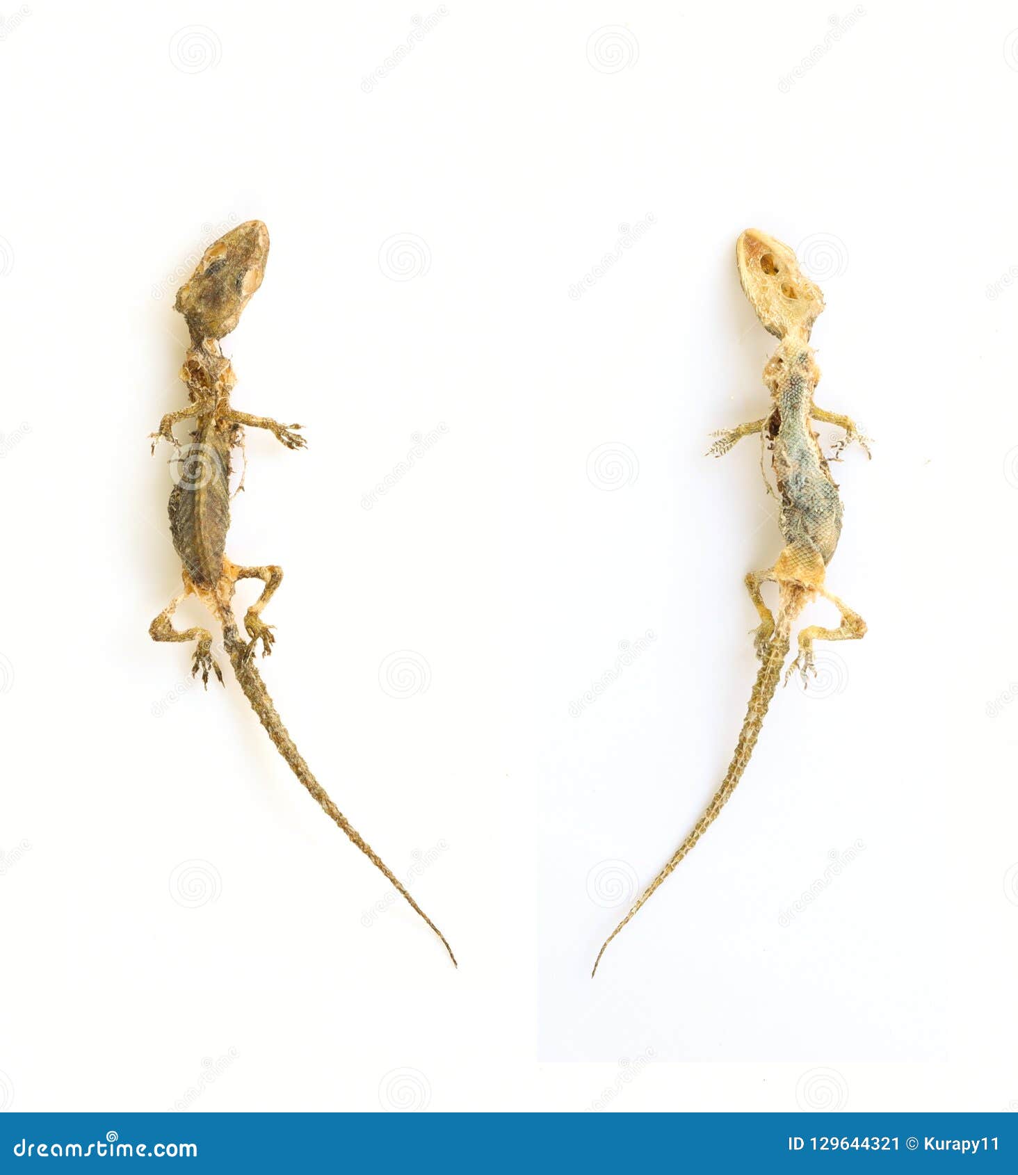Dead and Dried Lizard on Whitebackground. Stock Image - Image of dried ...