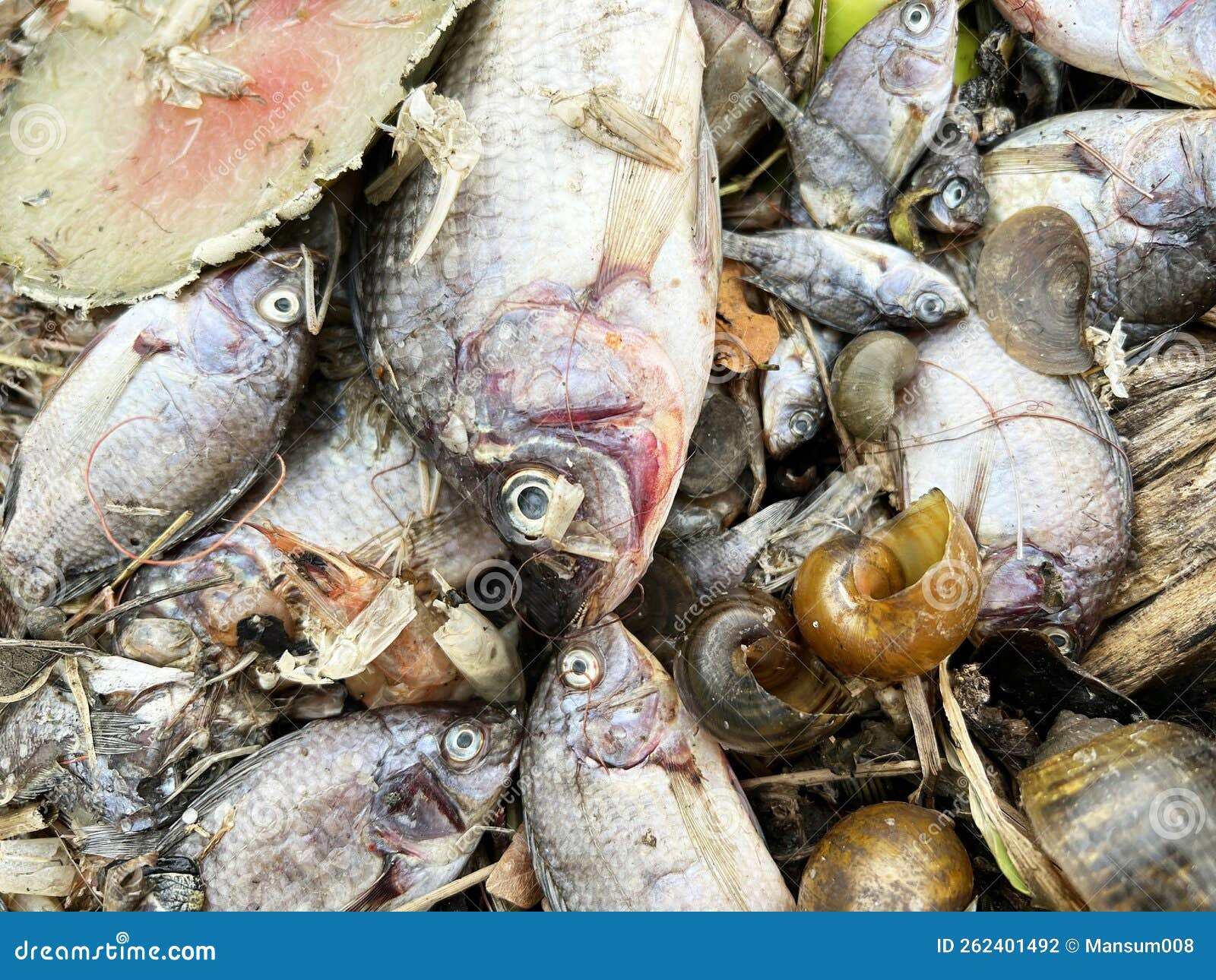 Dead fish on the ground stock photo. Image of dead, natural - 262401492