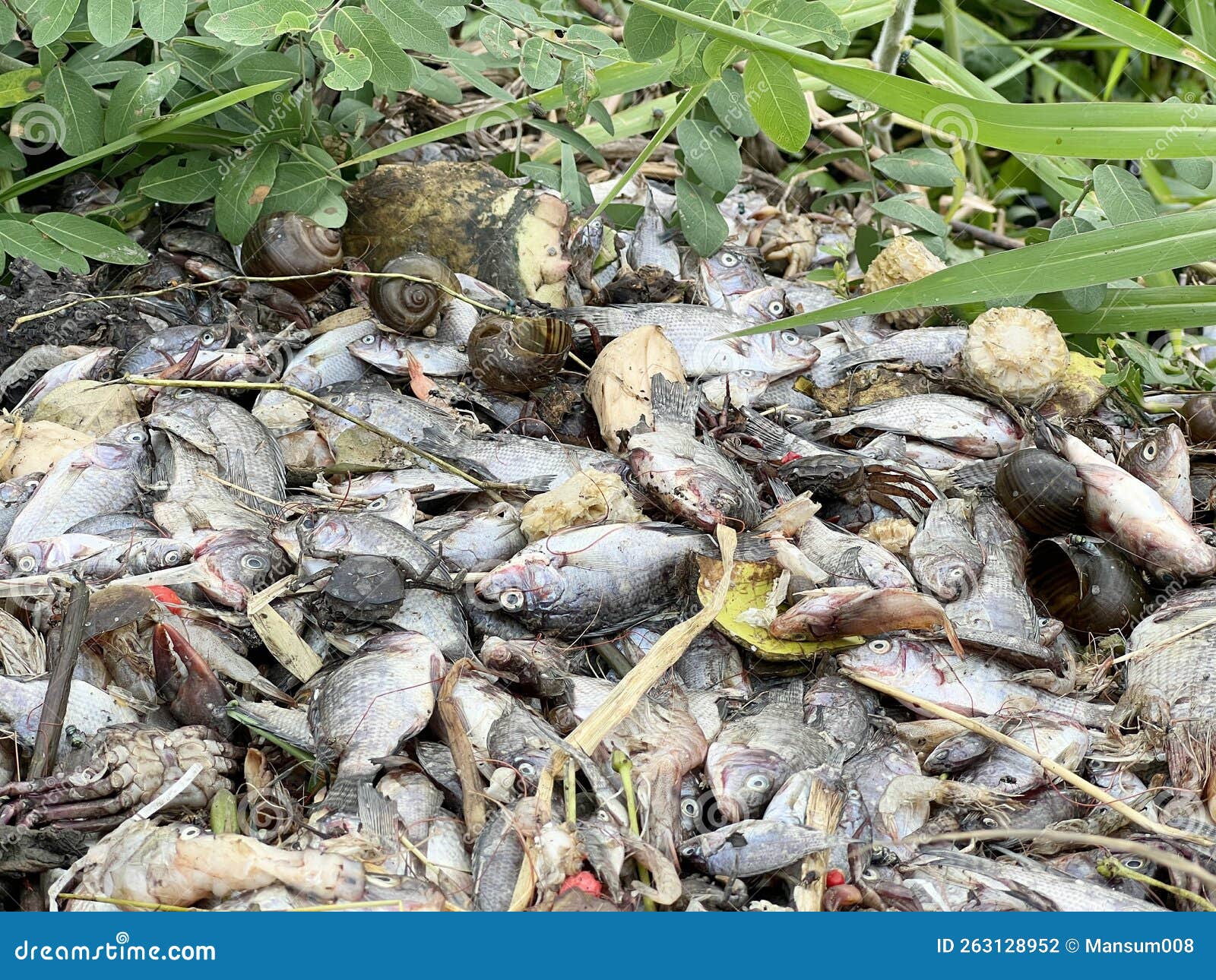 Dead fish on the ground stock photo. Image of dead, fresh - 263128952
