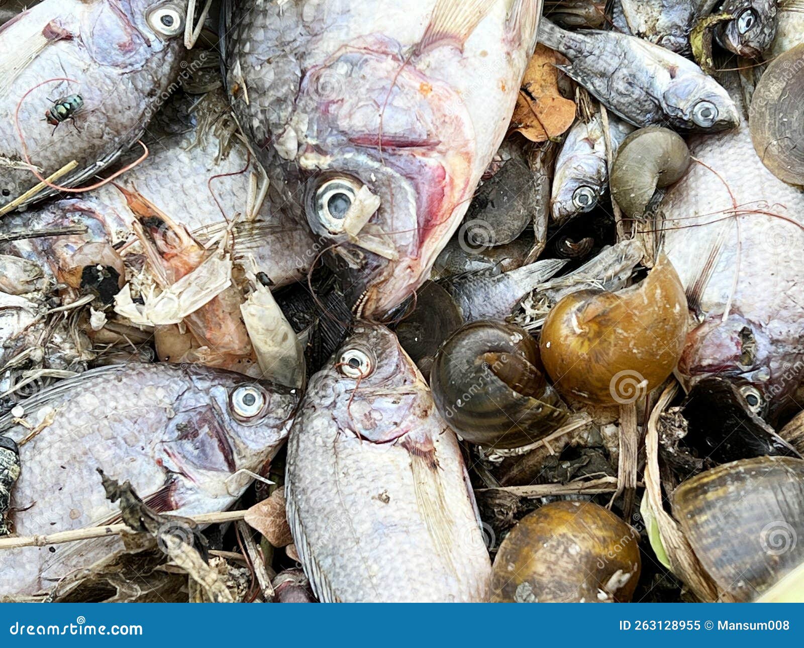 Dead fish on the ground stock image. Image of heap, catch - 263128955