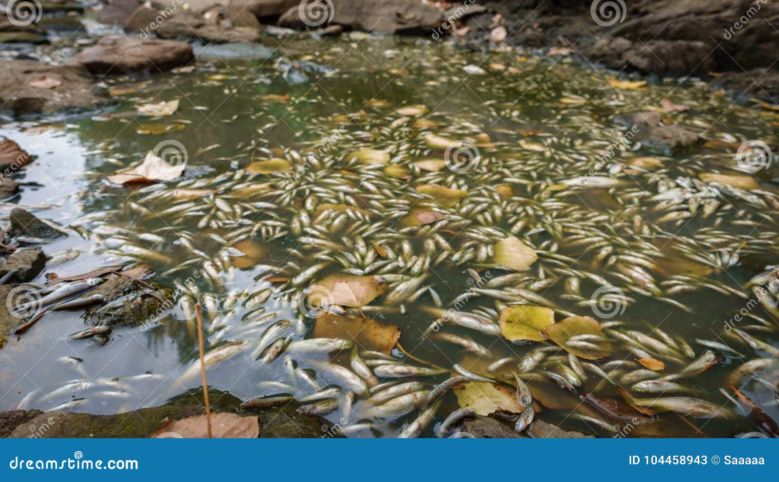 Dead Fish in the Remaining Riverbed Water Pool Stock Image - Image of ...