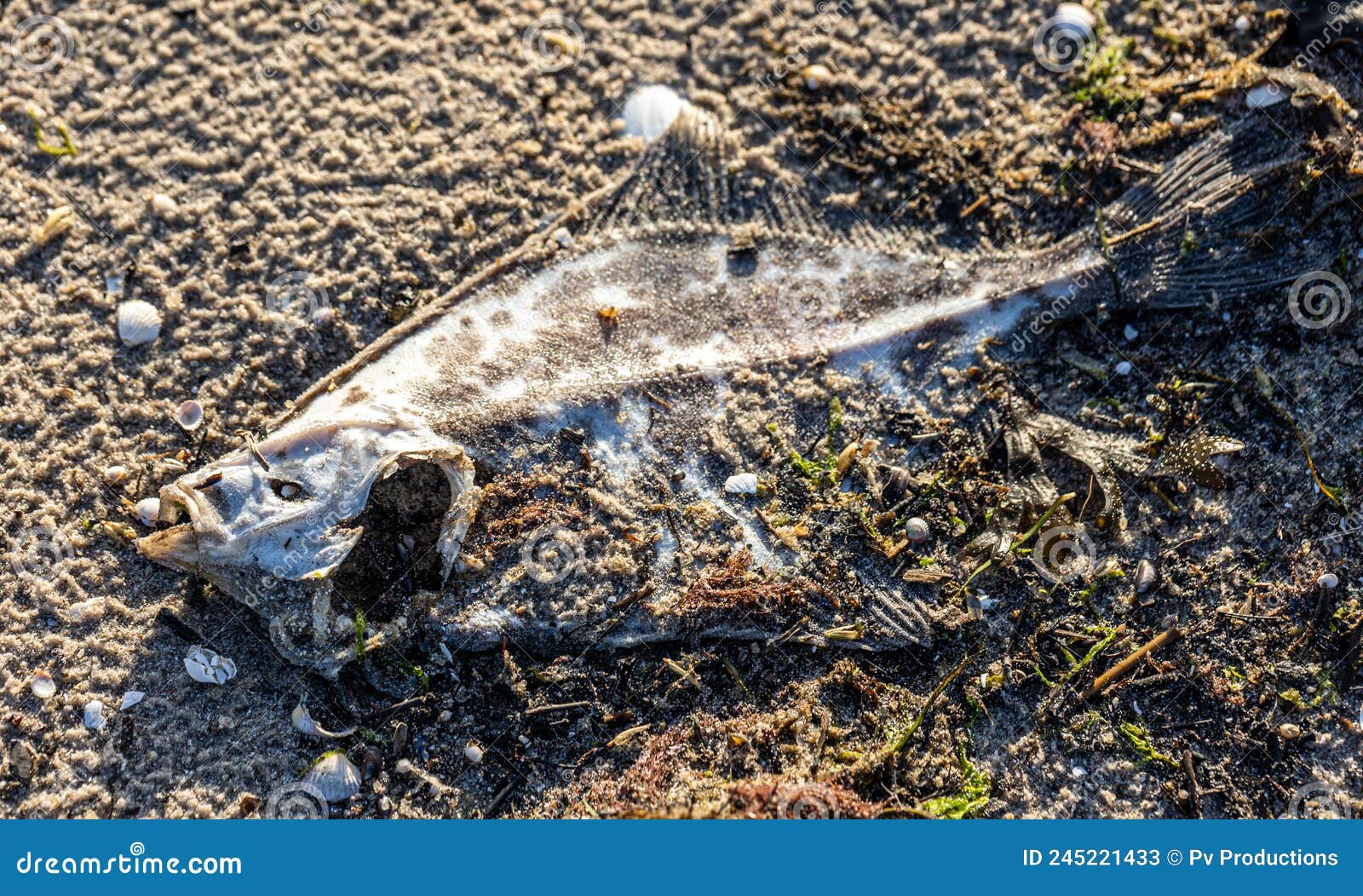 Close-up, Dead Fish in the Sand on the Beach. Stock Image - Image of ...