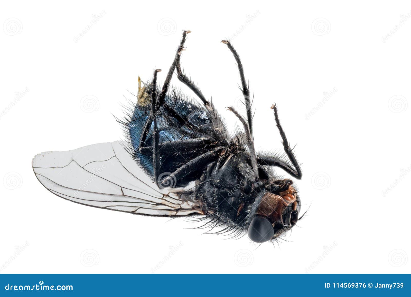 Close-up of a Dead Fly Lying on Its Back. Stock Photo - Image of vermin ...