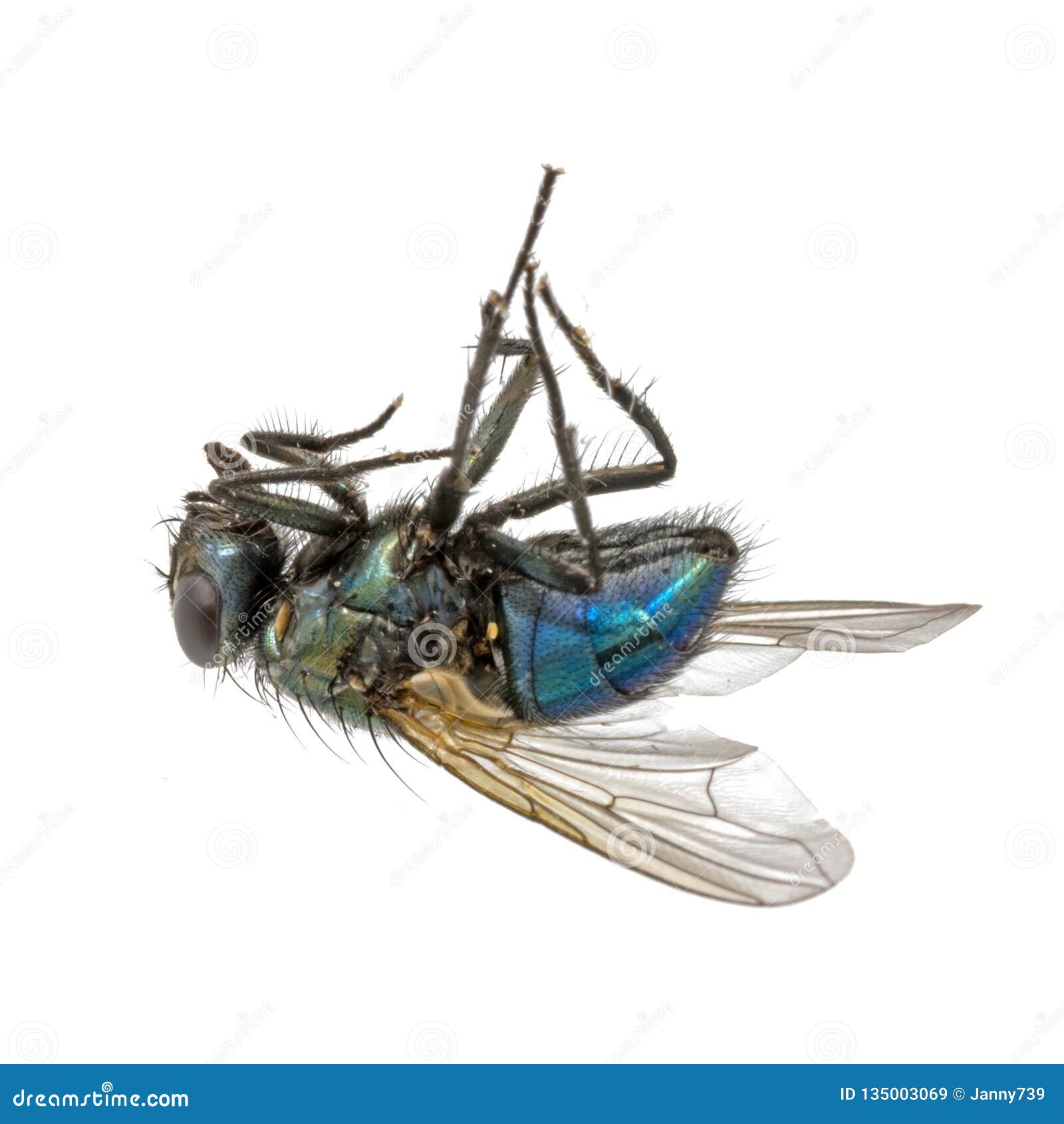 Close-up Of A Dead Fly Lying On Its Back Stock Image - Image of back ...