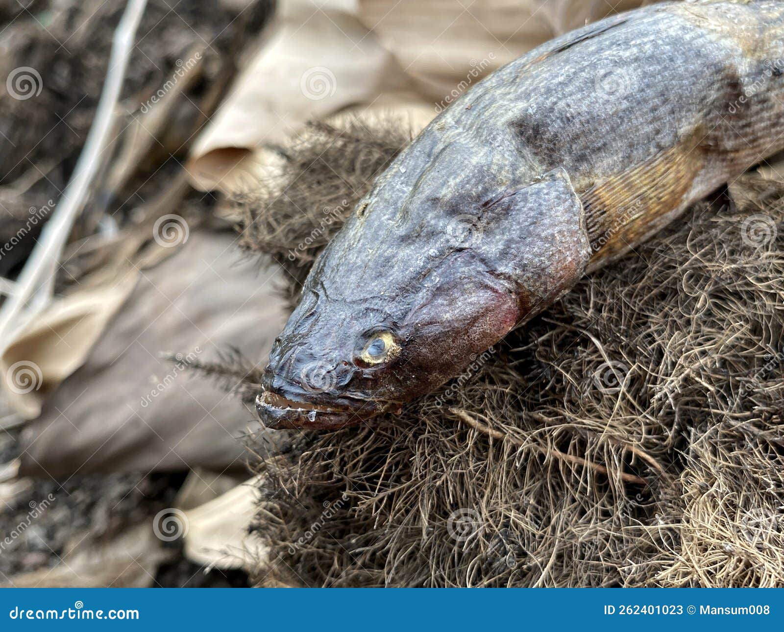 Dead Goby on the gorund stock image. Image of fish, ocean - 262401023