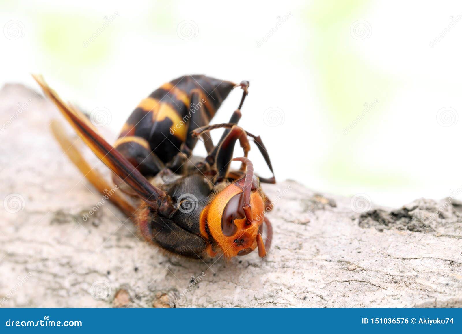 Close-up of Dead Hornet on a Tree Stock Photo - Image of rare, cadaver ...