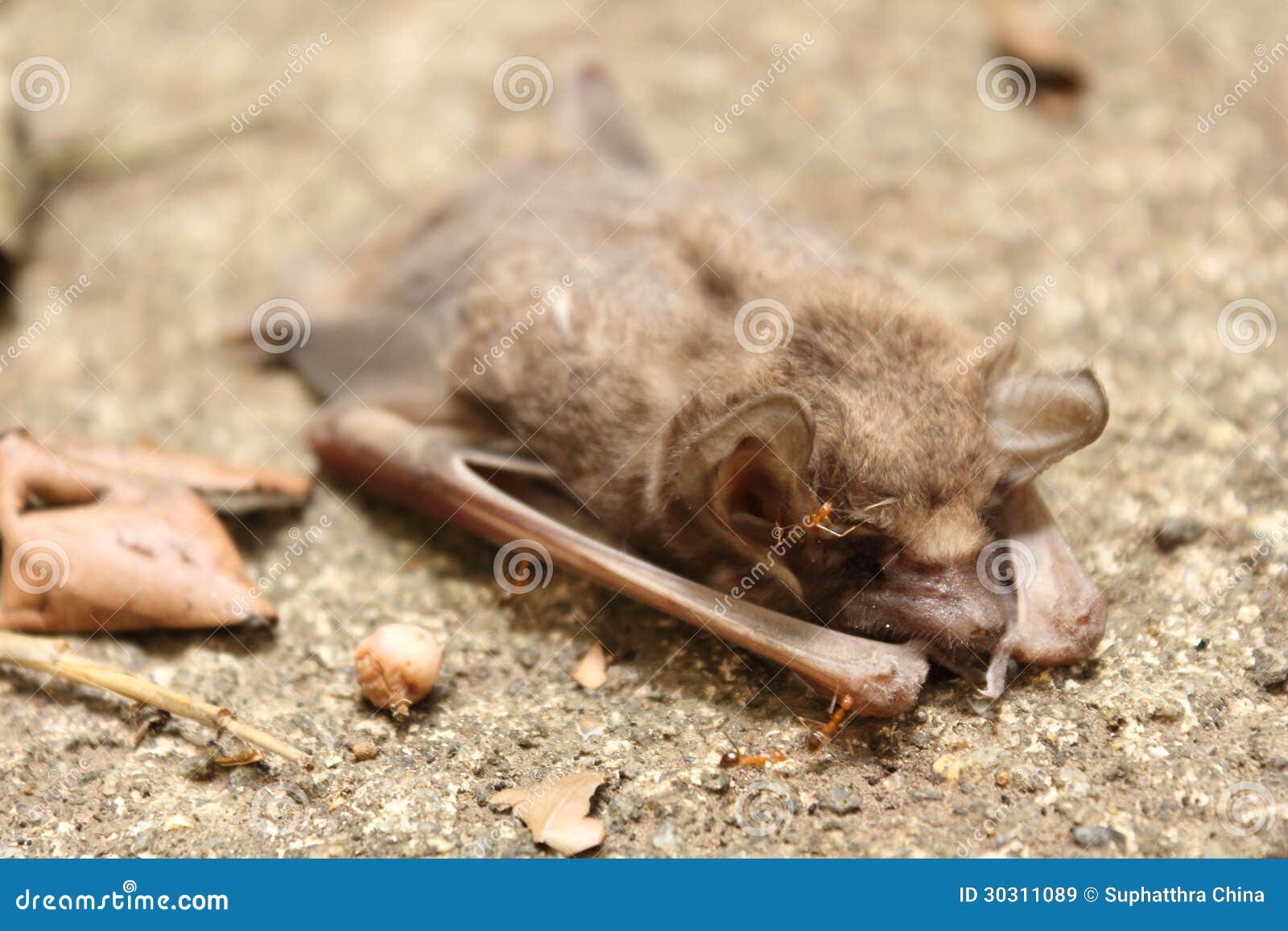 Dead bat stock image. Image of mammal, brown, small, animal - 30311089