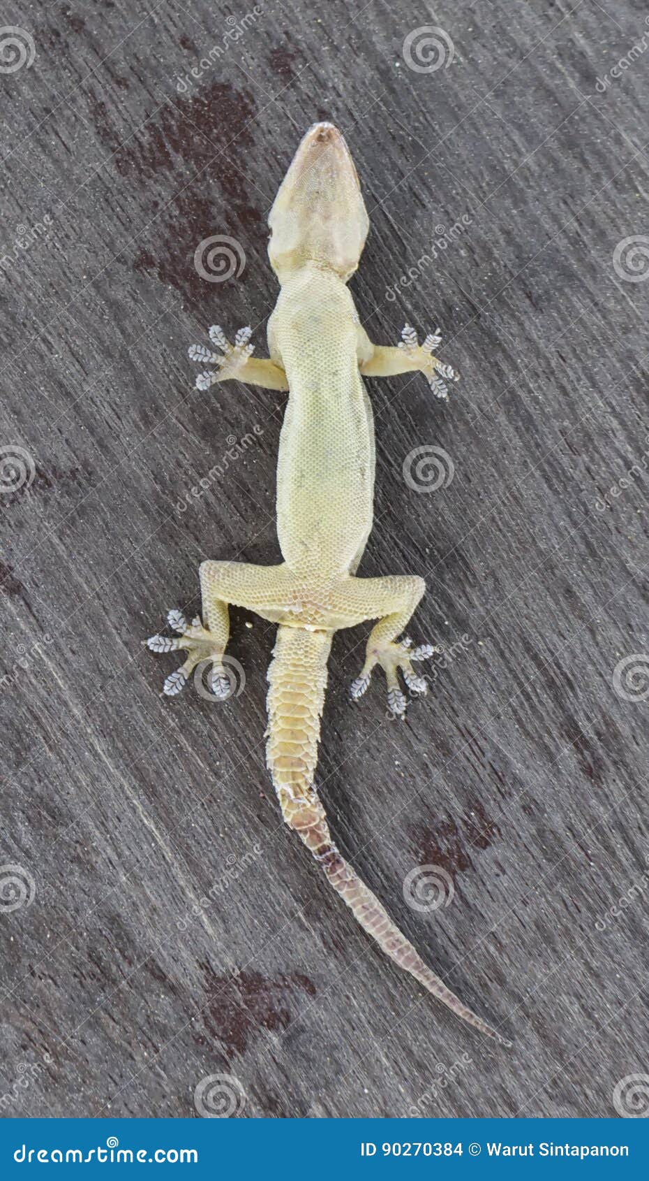 Close Up Dead and Lizard on Dirty Wooden Plan Stock Photo - Image of ...